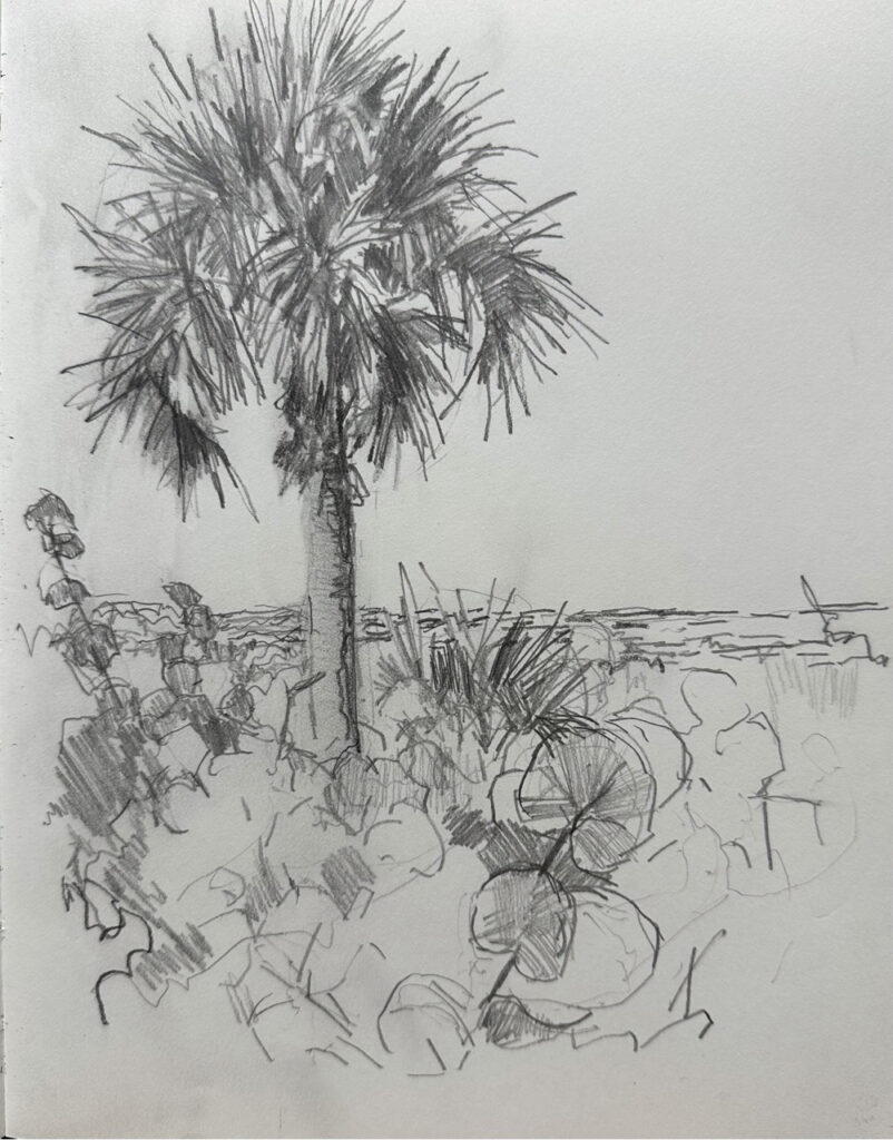 Cabbage Palm - Cynthia Maronet